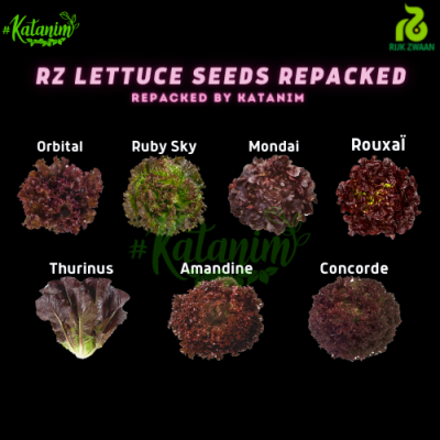 Katanim | RZ Red Lettuce Seeds Collection 2 | (Repacked 100 seeds) Rijk ...